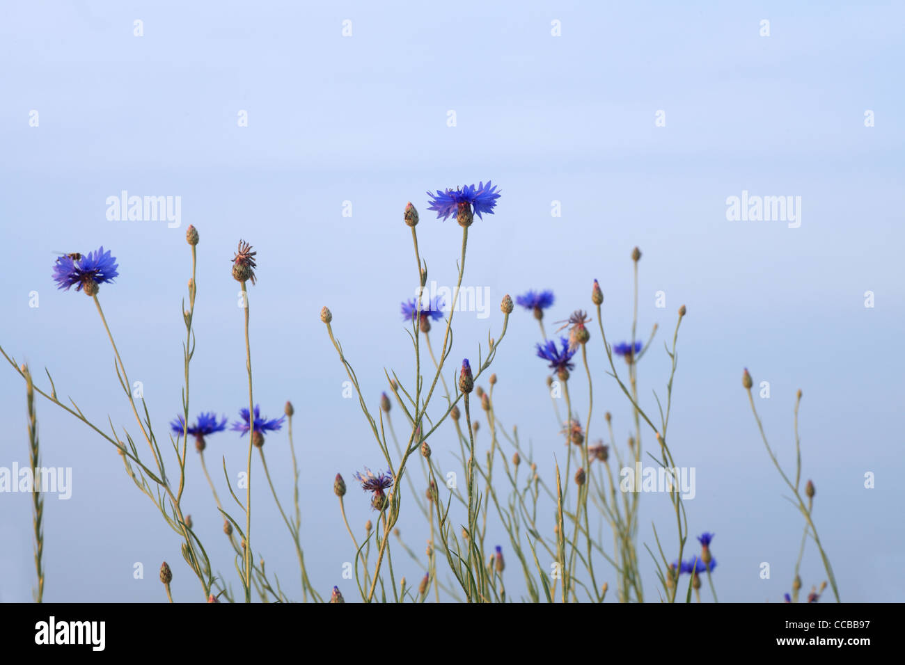 landscape of summer field from blue cornflower and blue sky Stock Photo ...