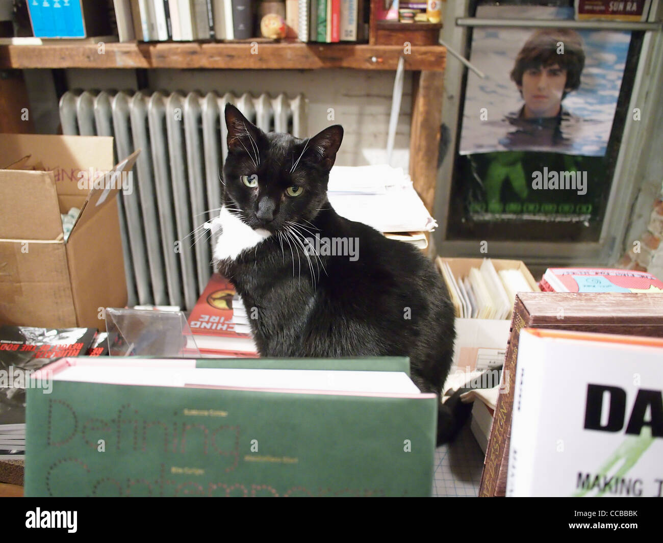 Spoonbill sugartown hi-res stock photography and images - Alamy