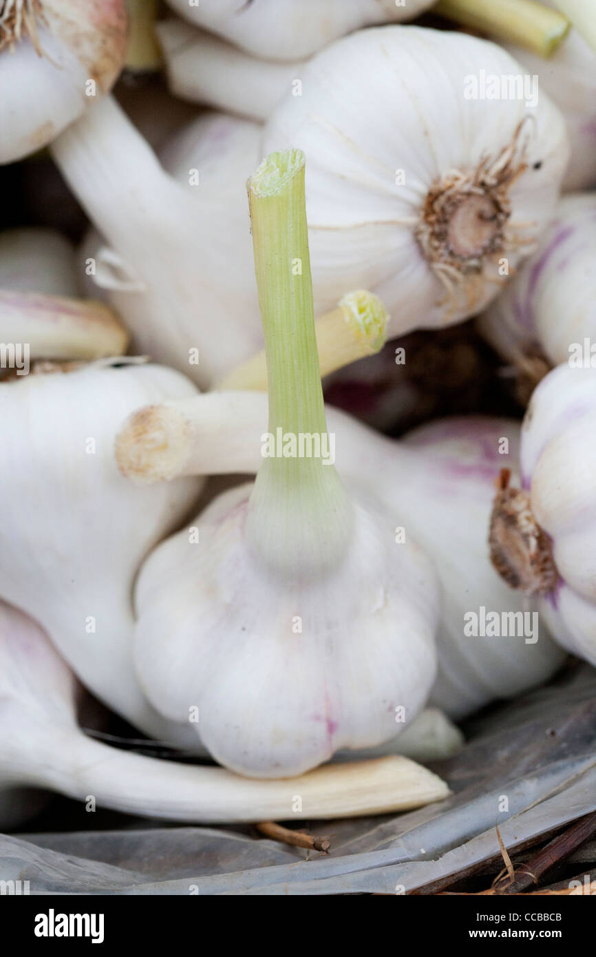 Market stalk hi-res stock photography and images - Alamy