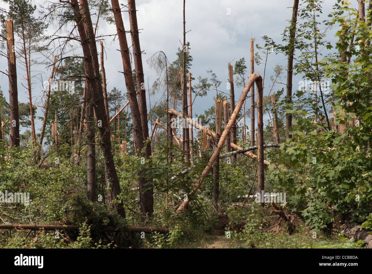 Fallen trees in a green forest Stock Photo - Alamy