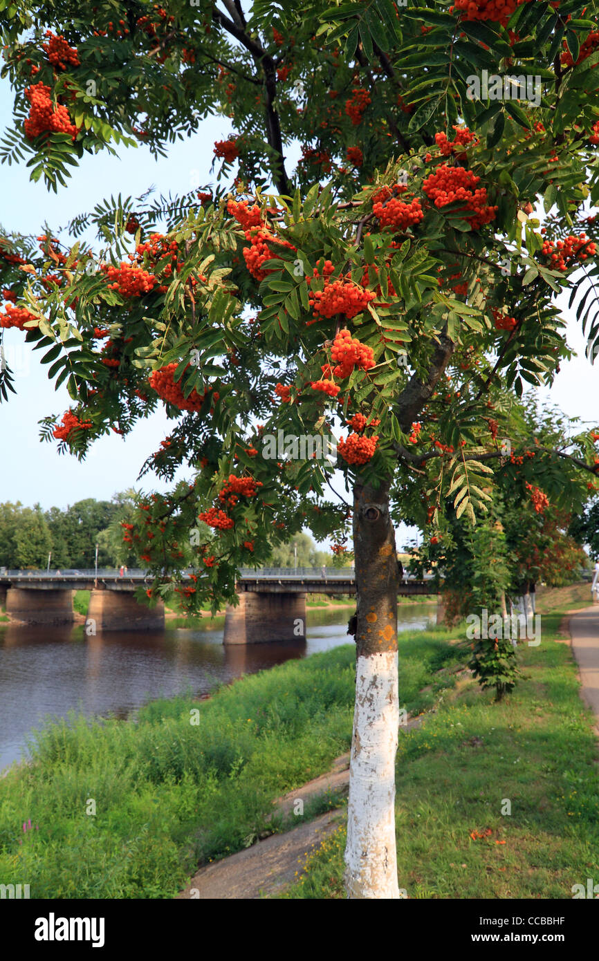rowanberry in park on coast river Stock Photo - Alamy