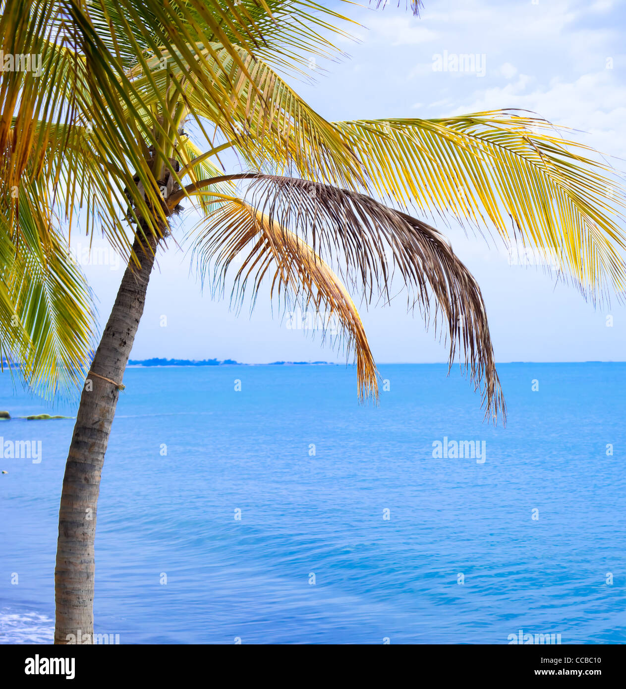 Beach Palm Tree Stock Photo - Alamy