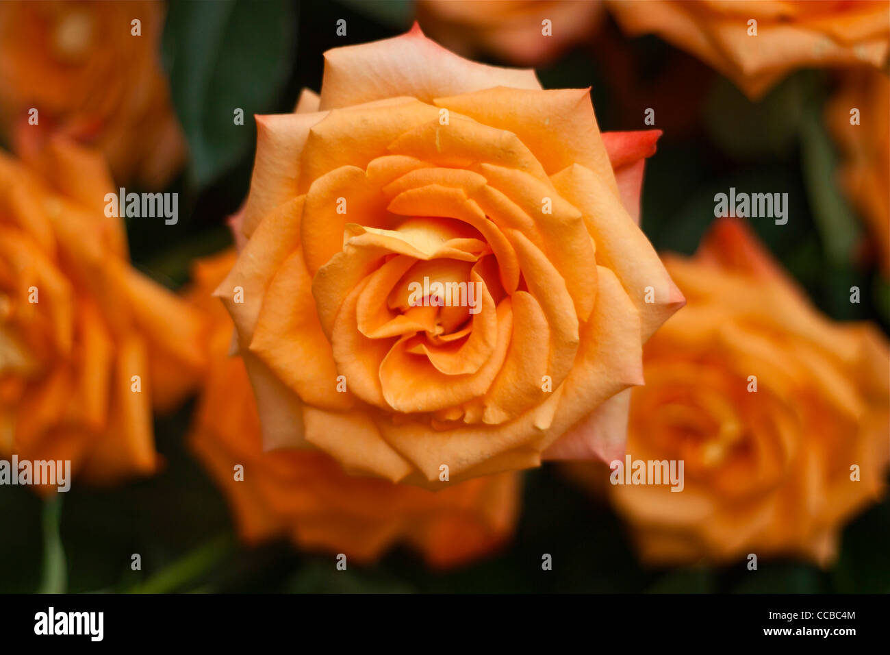 Orange color rose Stock Photo - Alamy