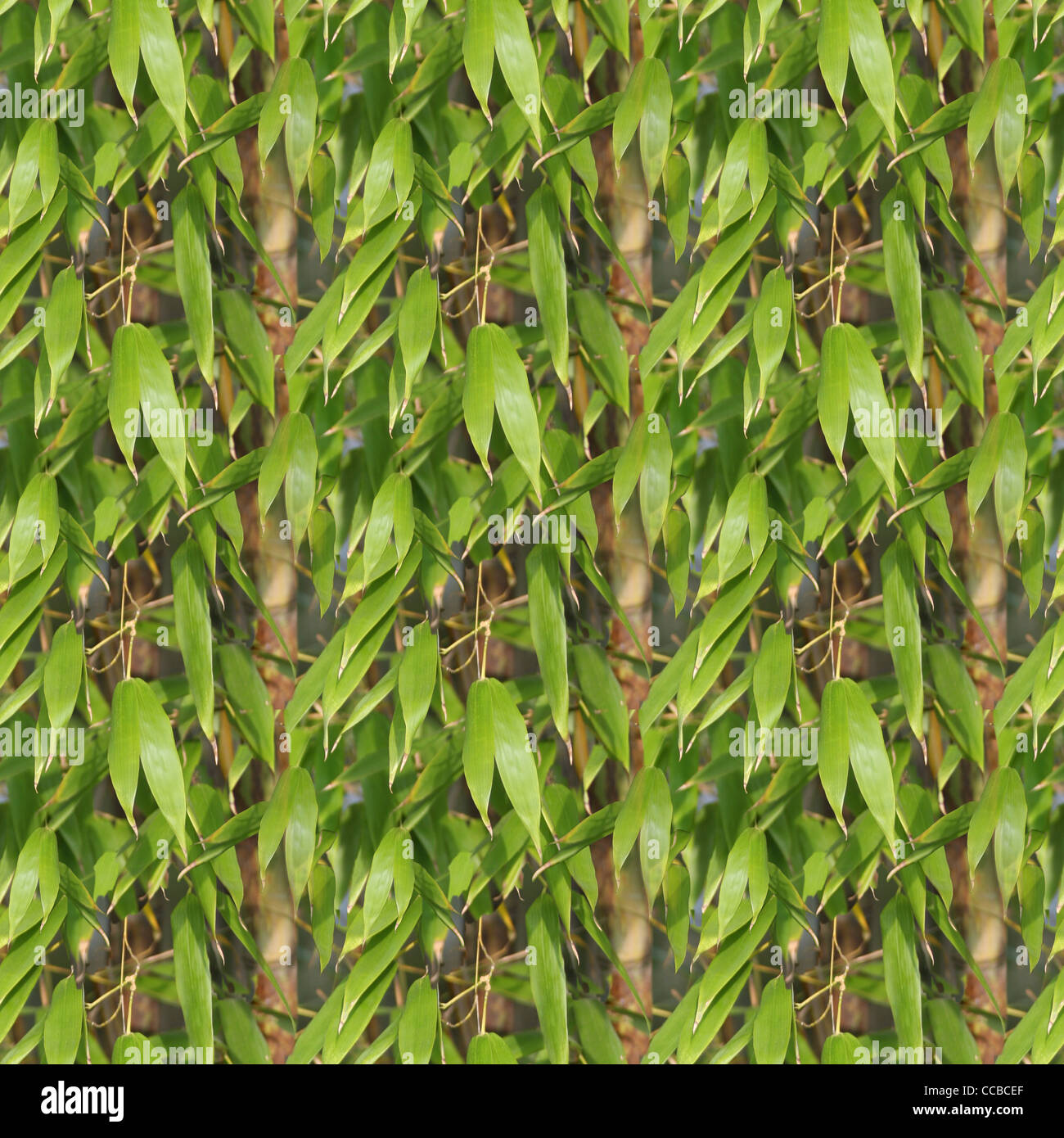 Seamless bamboo hi-res stock photography and images - Alamy