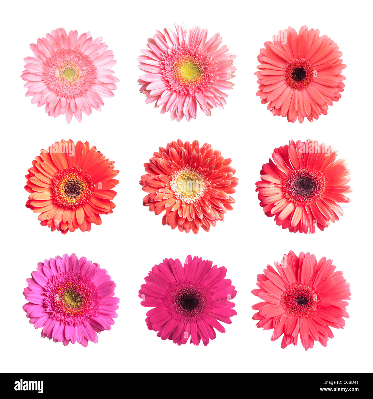 Nine Flowers Stock Photo - Alamy