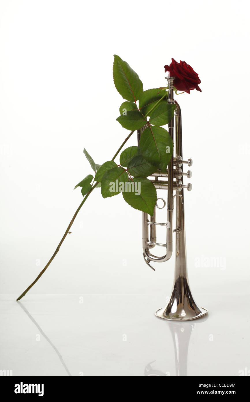 red rose and trumpet love music white background Stock Photo - Alamy