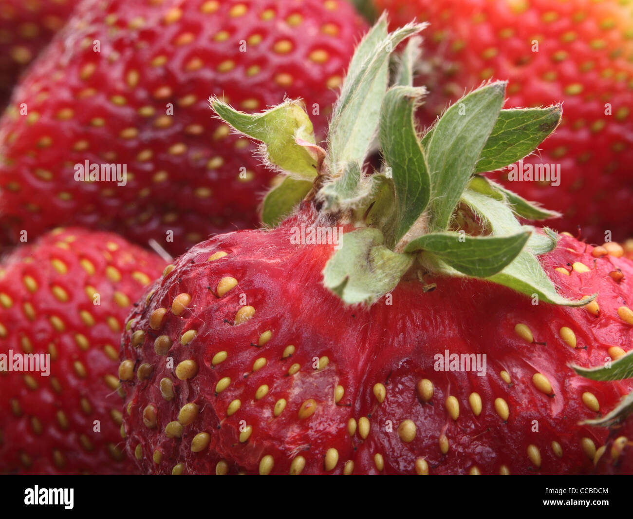 Fresh red strawberry for background Stock Photo - Alamy