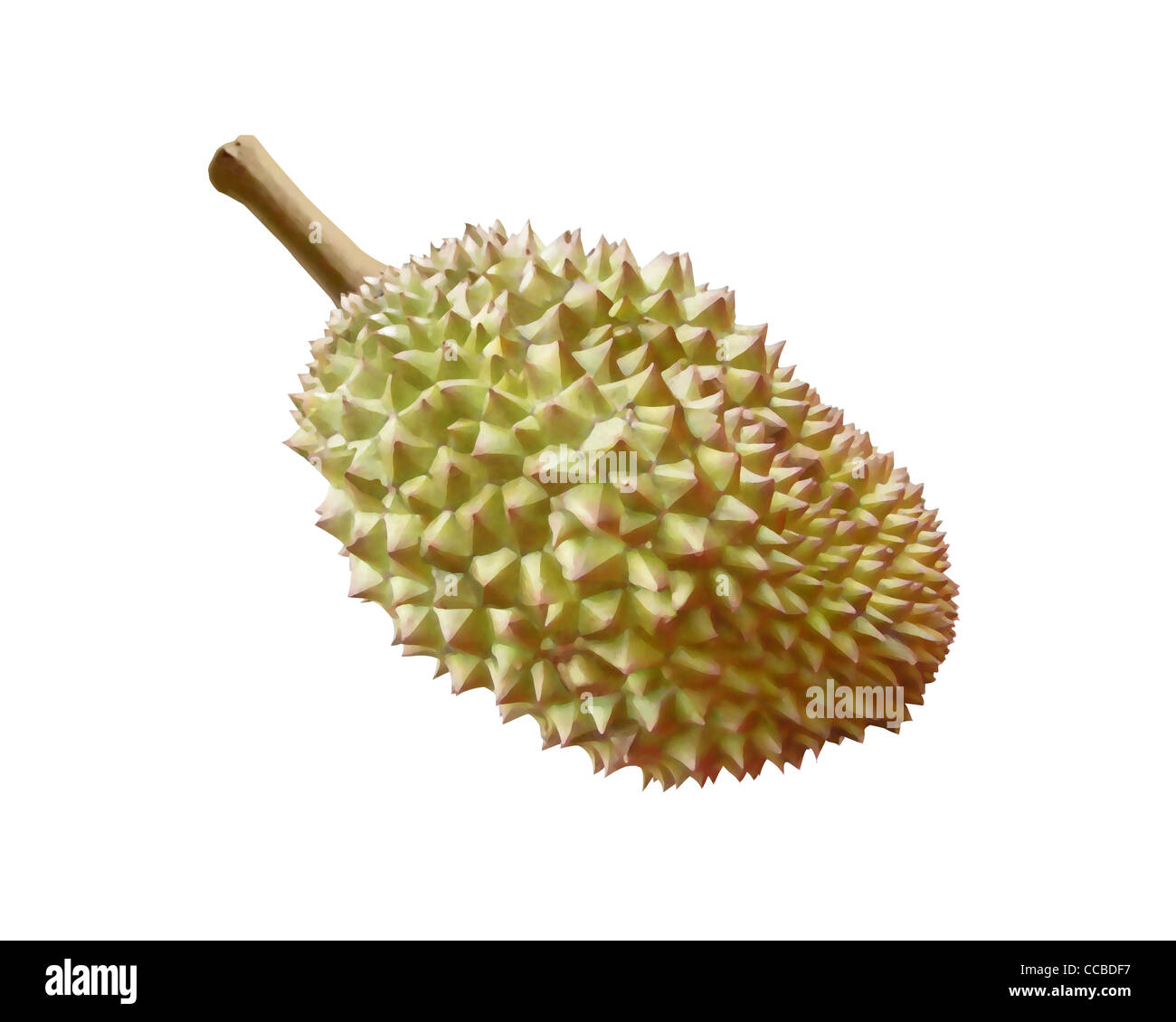 Durian illustration Cut Out Stock Images & Pictures - Alamy