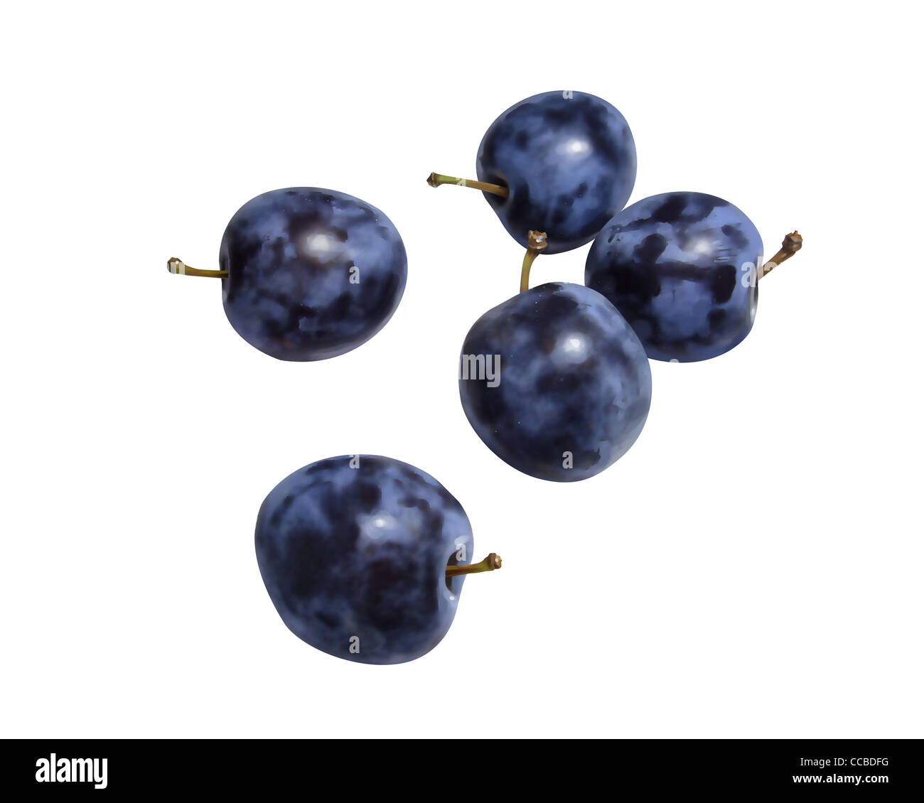 Prune illustration hi-res stock photography and images - Alamy