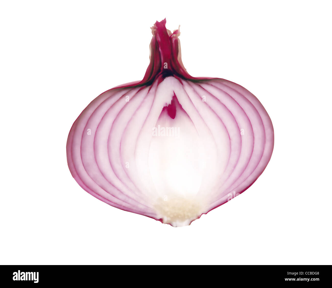 Cross section of red onion Cut Out Stock Images & Pictures - Alamy