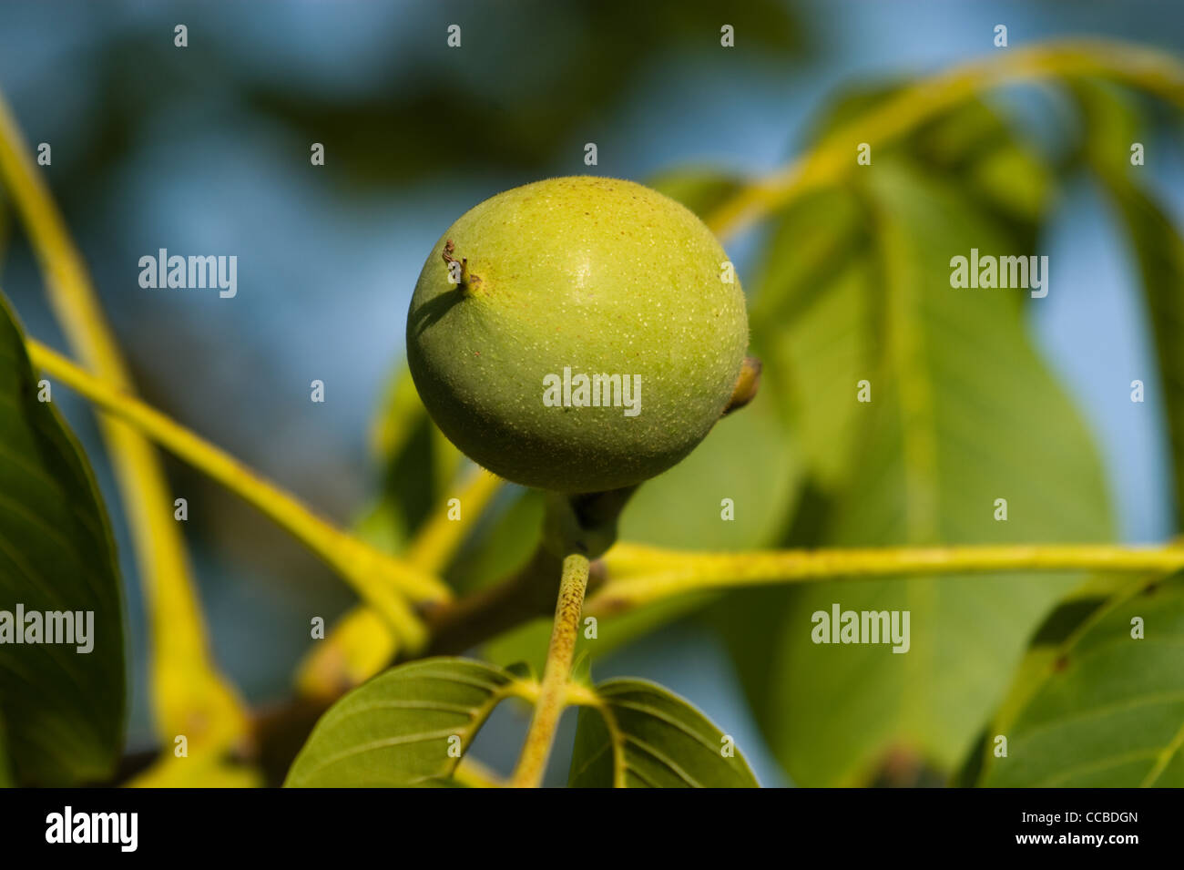 Green walnuts on a tree Stock Photo - Alamy