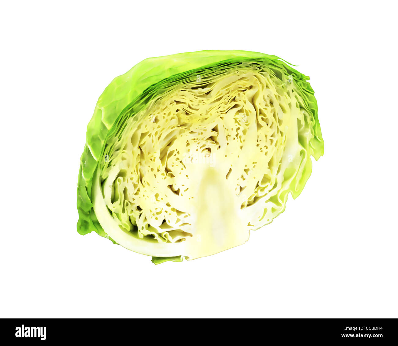 Cabbage cross section Cut Out Stock Images & Pictures - Alamy
