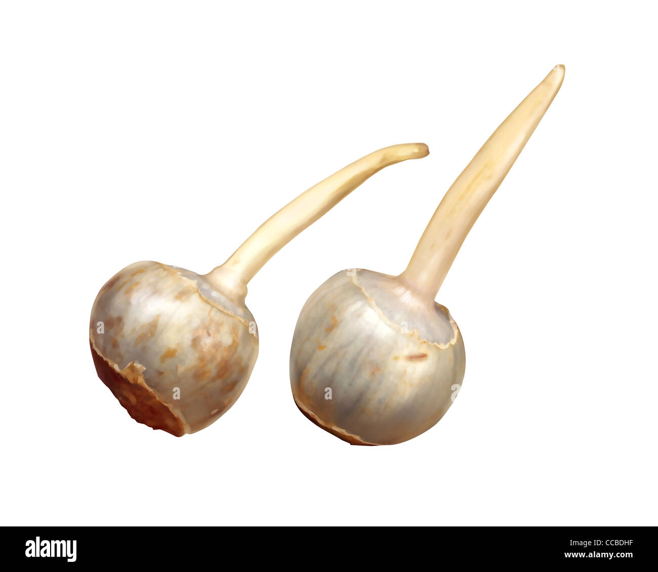 Arrowhead illustration hi-res stock photography and images - Alamy