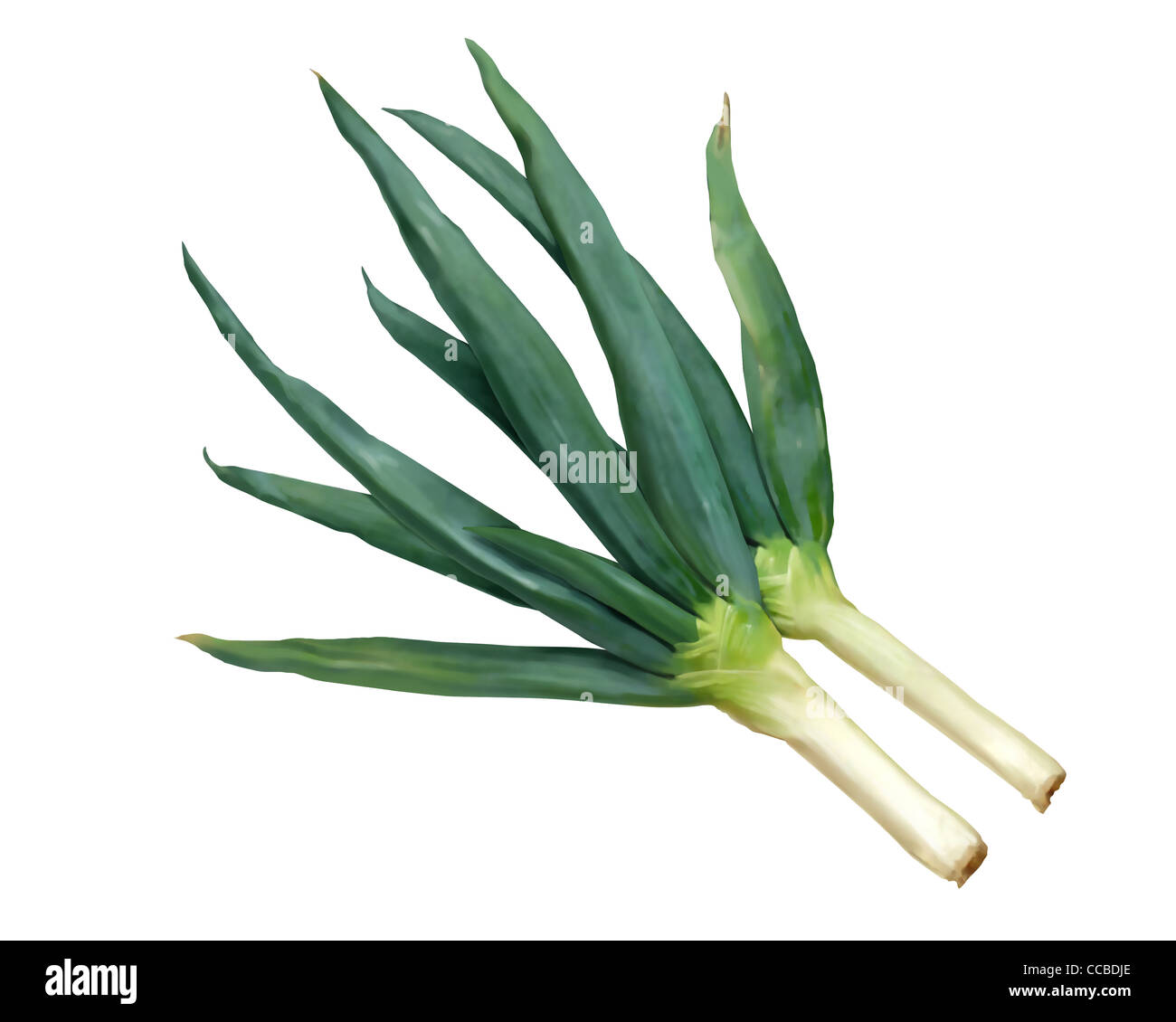 Shimonita hi-res stock photography and images - Alamy