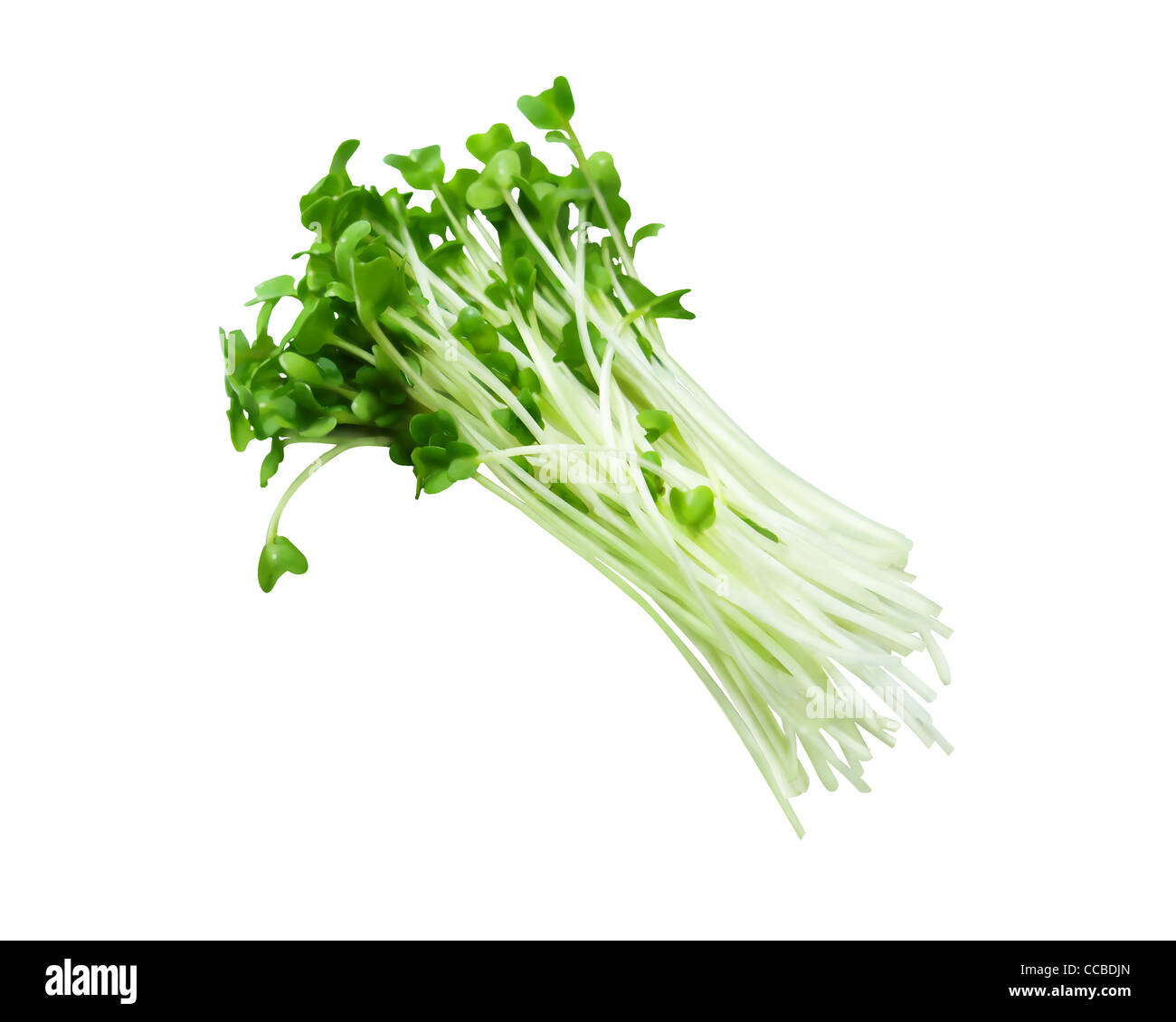 Broccoli sprouts hi-res stock photography and images - Alamy