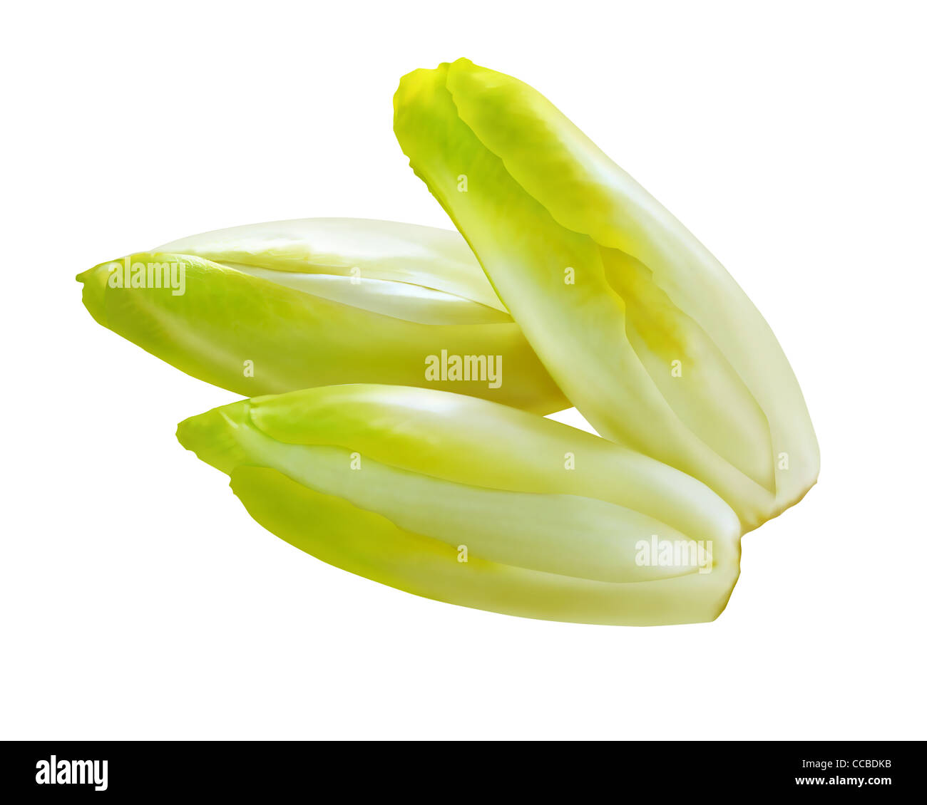 Chicory illustration hi-res stock photography and images - Alamy