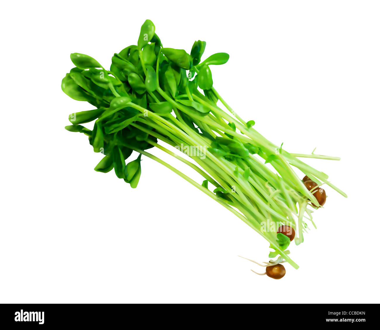 Pea shoot hi-res stock photography and images - Alamy