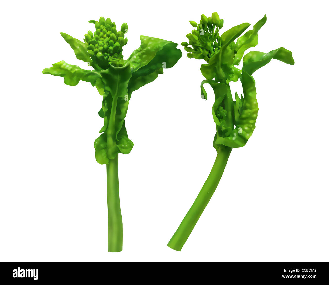 Broccolini illustration hi-res stock photography and images - Alamy