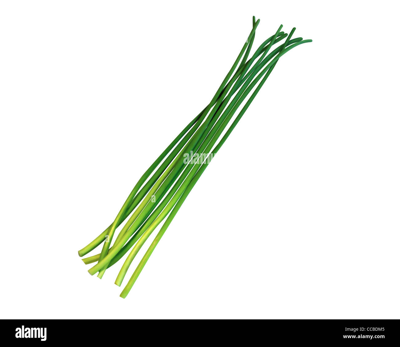 Garlic illustration Cut Out Stock Images & Pictures - Alamy