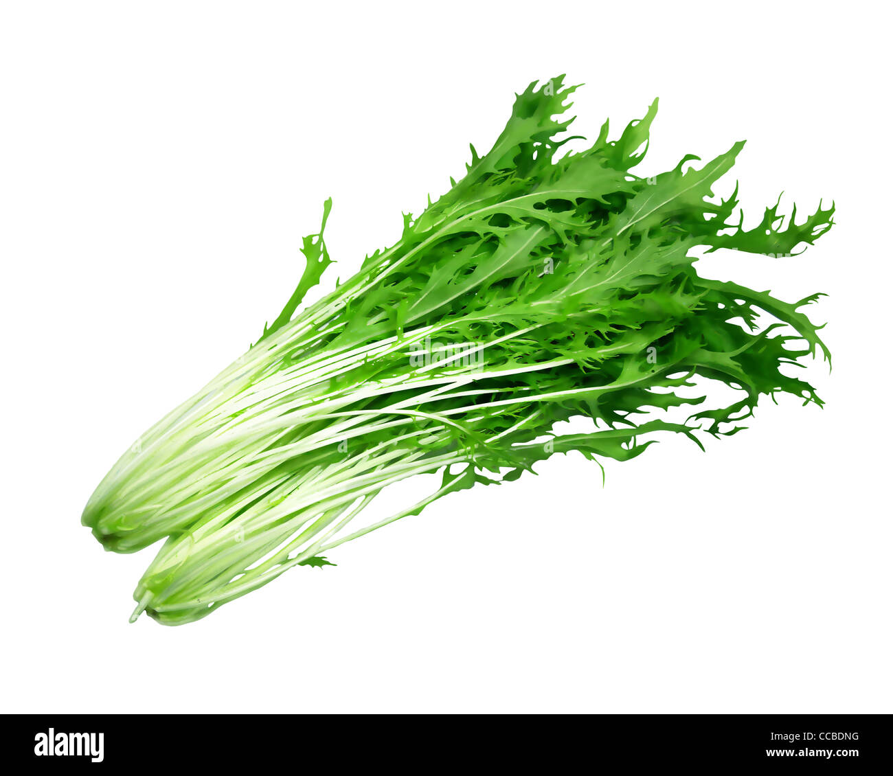 Mizuna illustration hi-res stock photography and images - Alamy