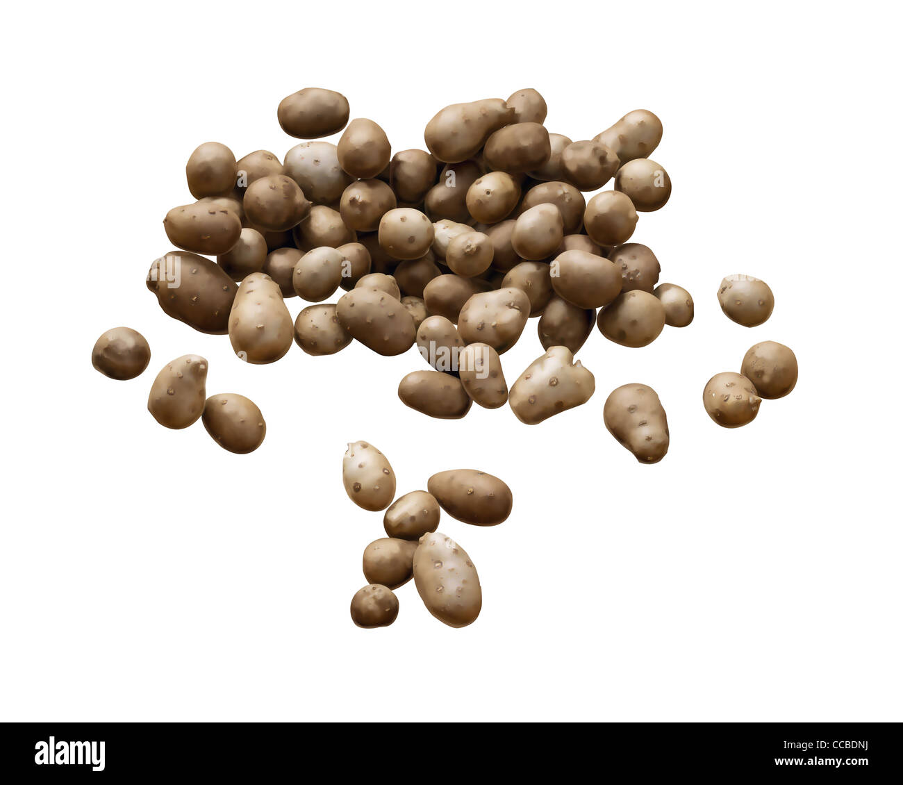 Bulbil of Japanese Yam Stock Photo - Alamy