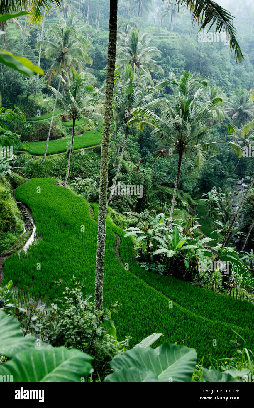 Elevated view of rice paddies hi-res stock photography and images - Alamy
