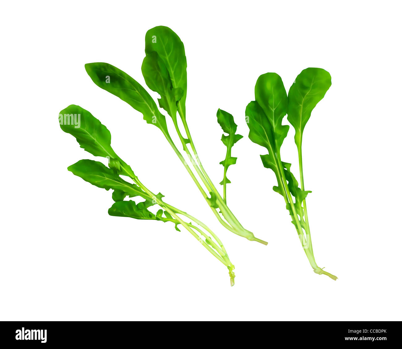 Rucola illustration hi-res stock photography and images - Alamy