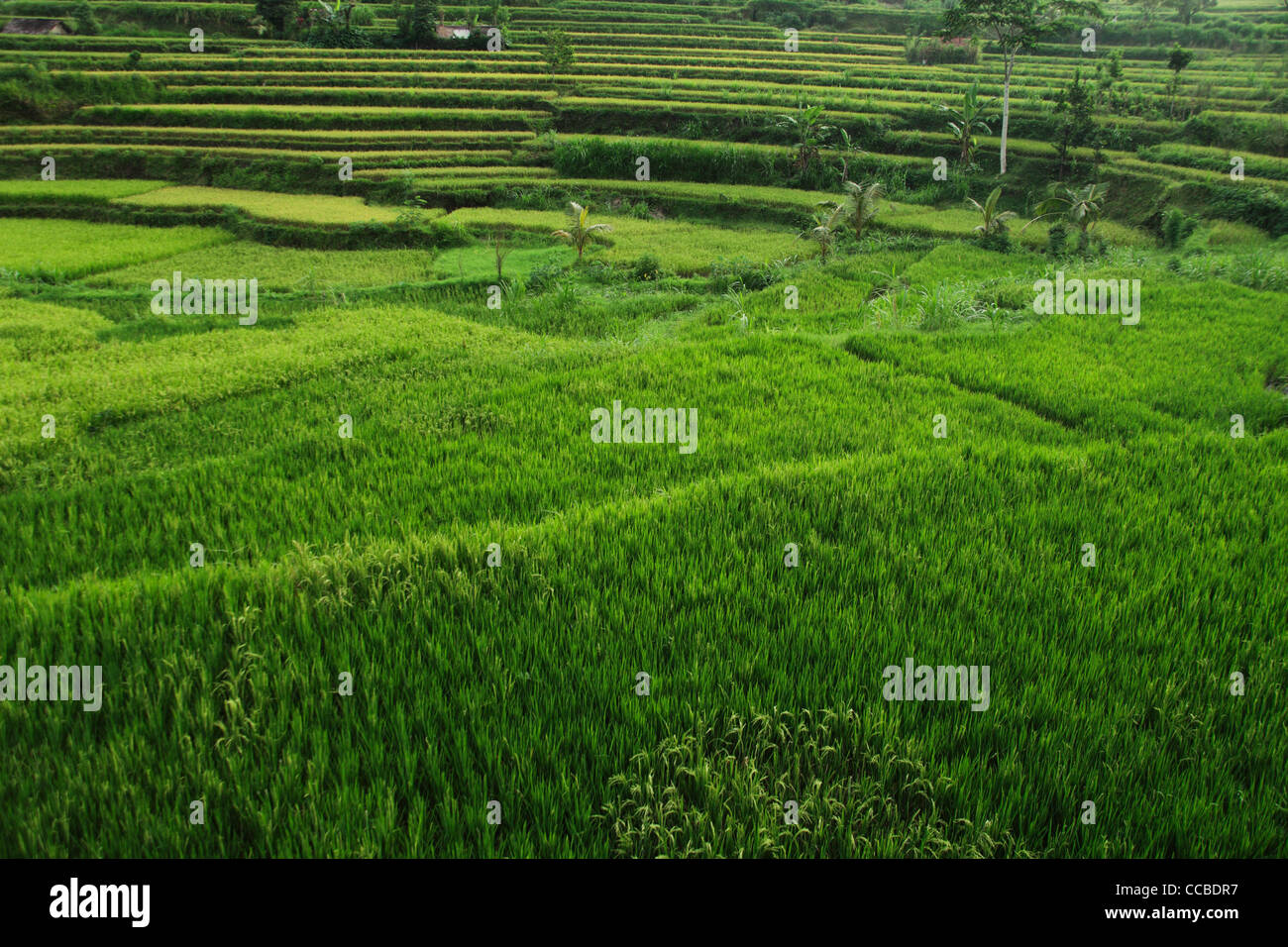 terraced rice paddies, Bali Stock Photo - Alamy