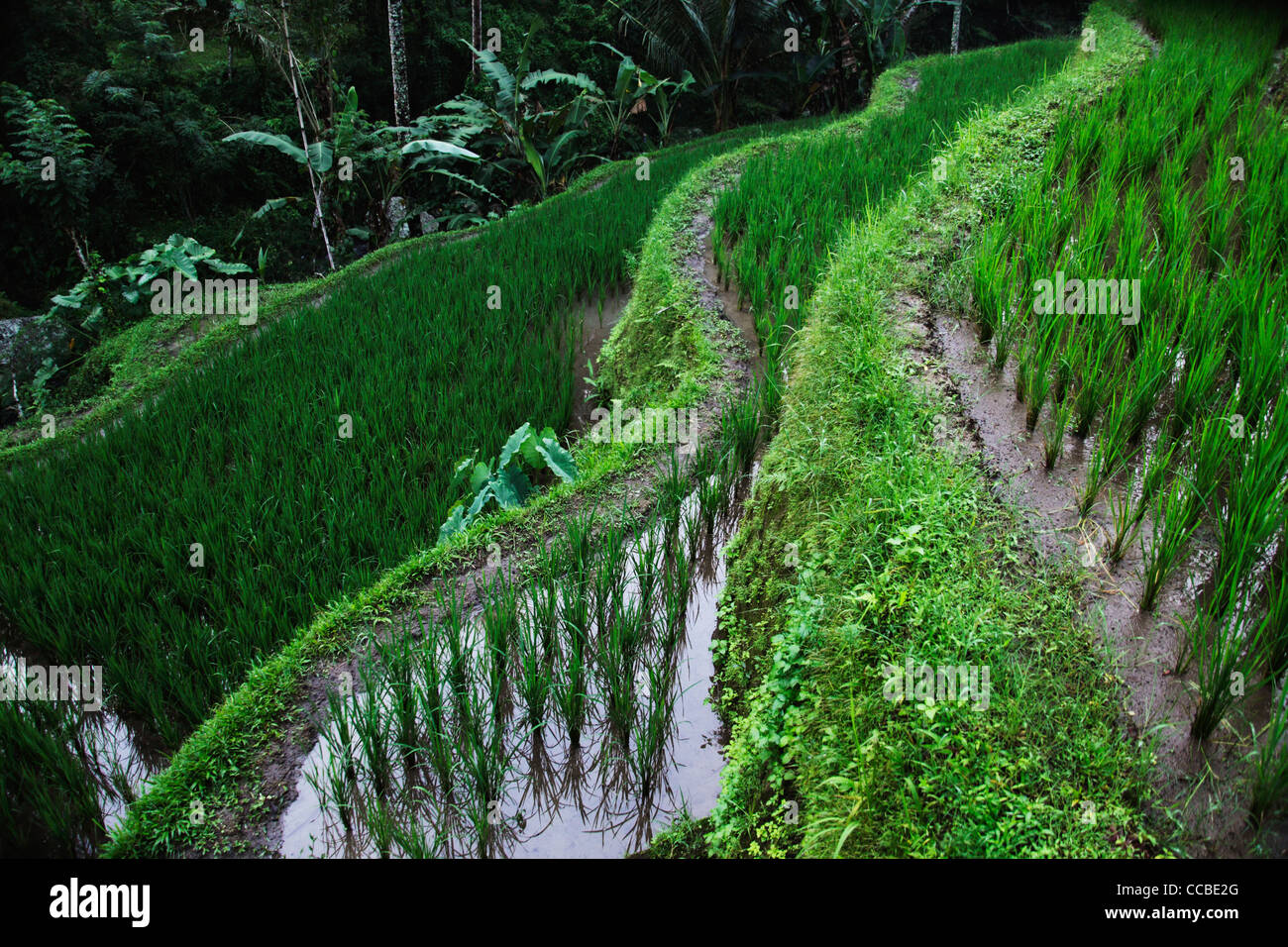 close up of terraced rice paddies Stock Photo - Alamy