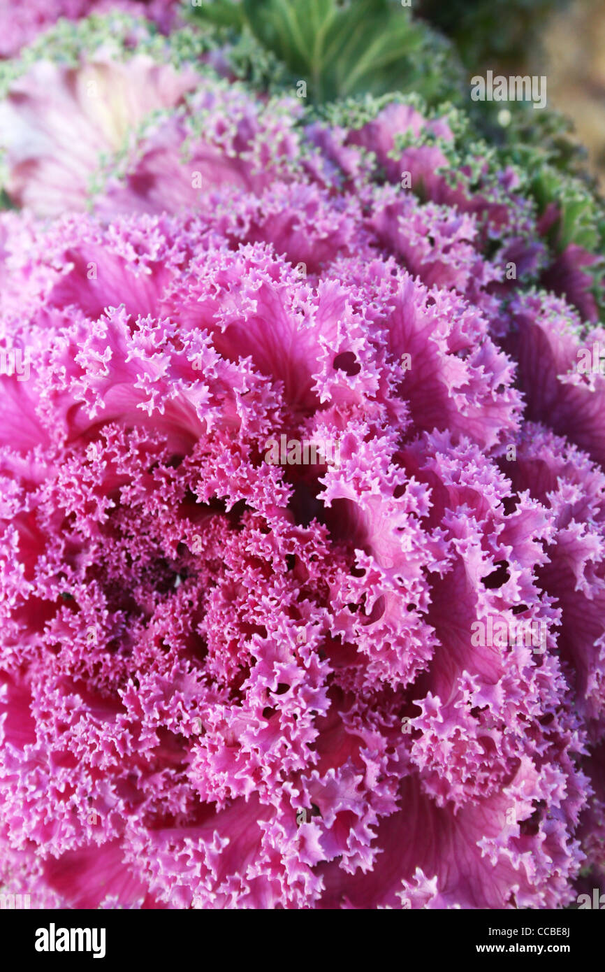 Decorative pink cabbage flower vertical picture Stock Photo - Alamy