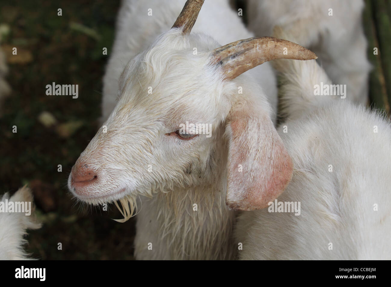 Wool white sheep concept hi-res stock photography and images - Alamy