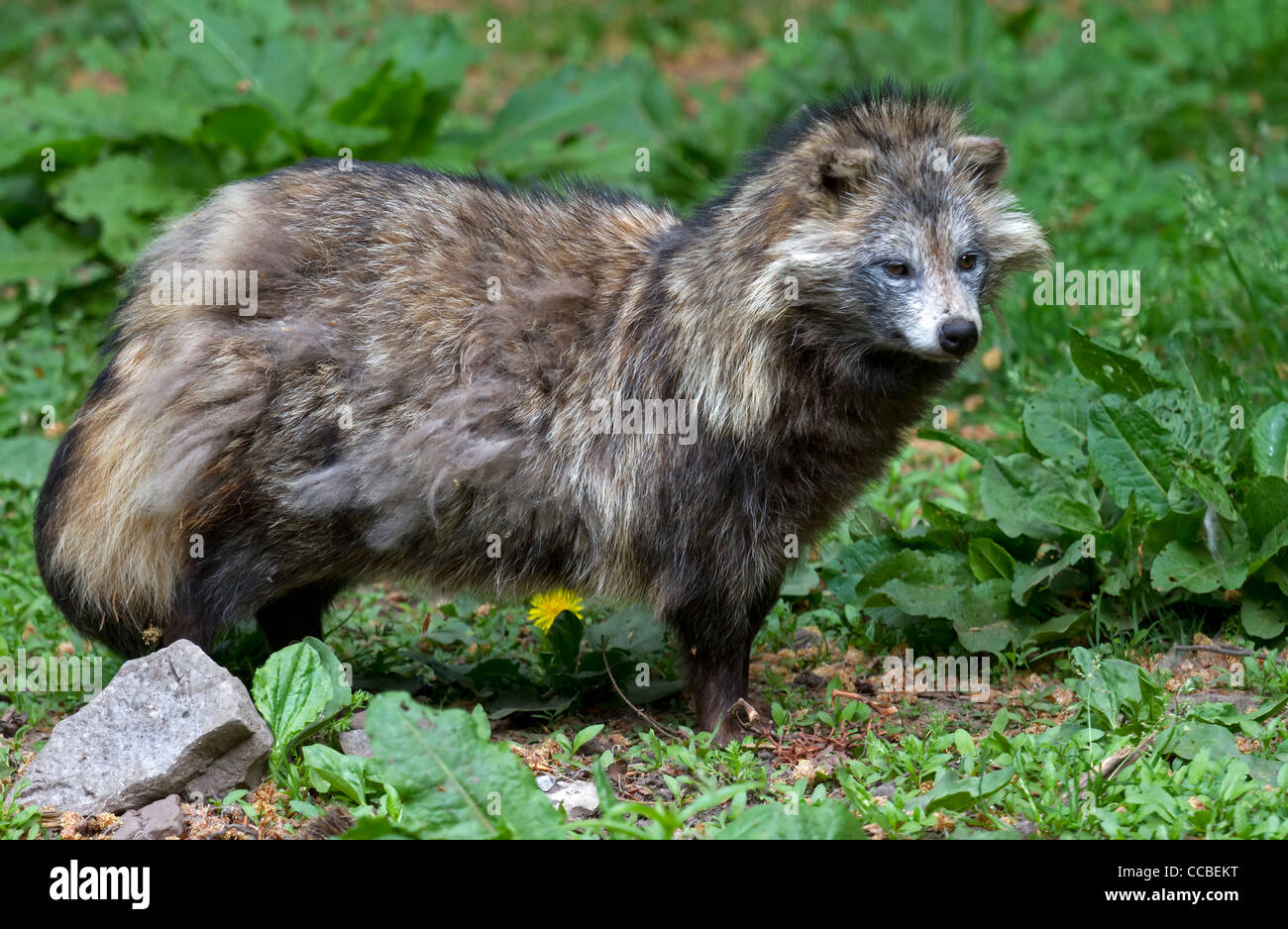 Raccoon dog on a meadow (Nyctereutes procyonoides Stock Photo - Alamy