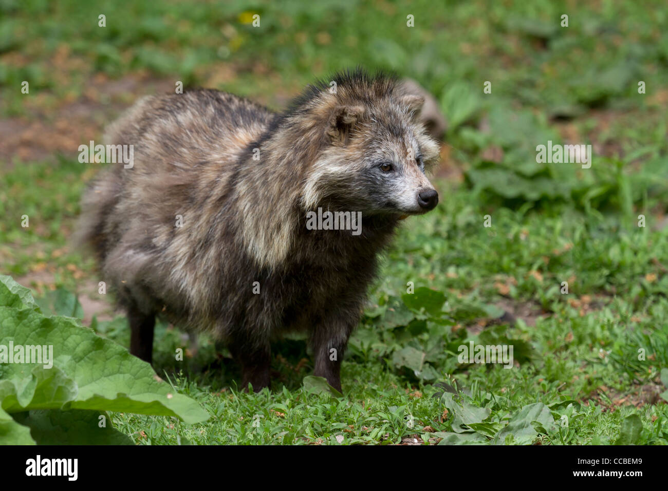 Raccoon dog (Nyctereutes procyonoides Stock Photo - Alamy