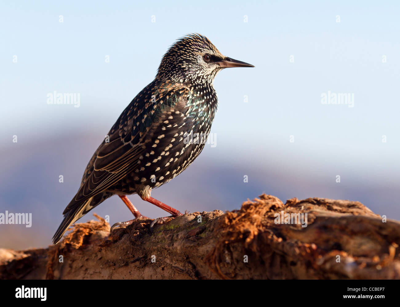 Starling (Sturnus vulgaris Stock Photo - Alamy