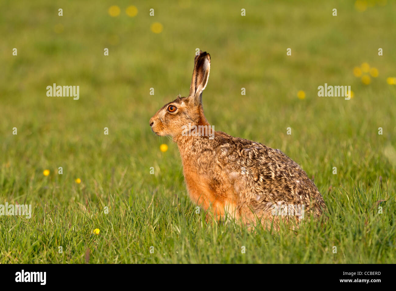 European Hare (Lepus europaeus Stock Photo - Alamy
