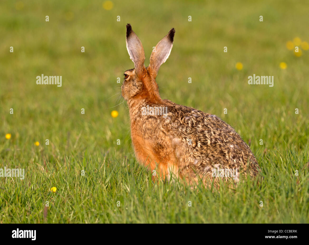 European Hare (Lepus europaeus Stock Photo - Alamy