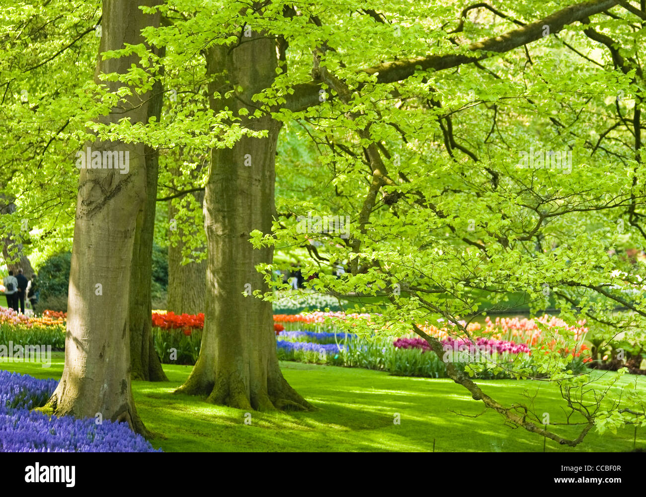 Beech tree flowers hi-res stock photography and images - Alamy