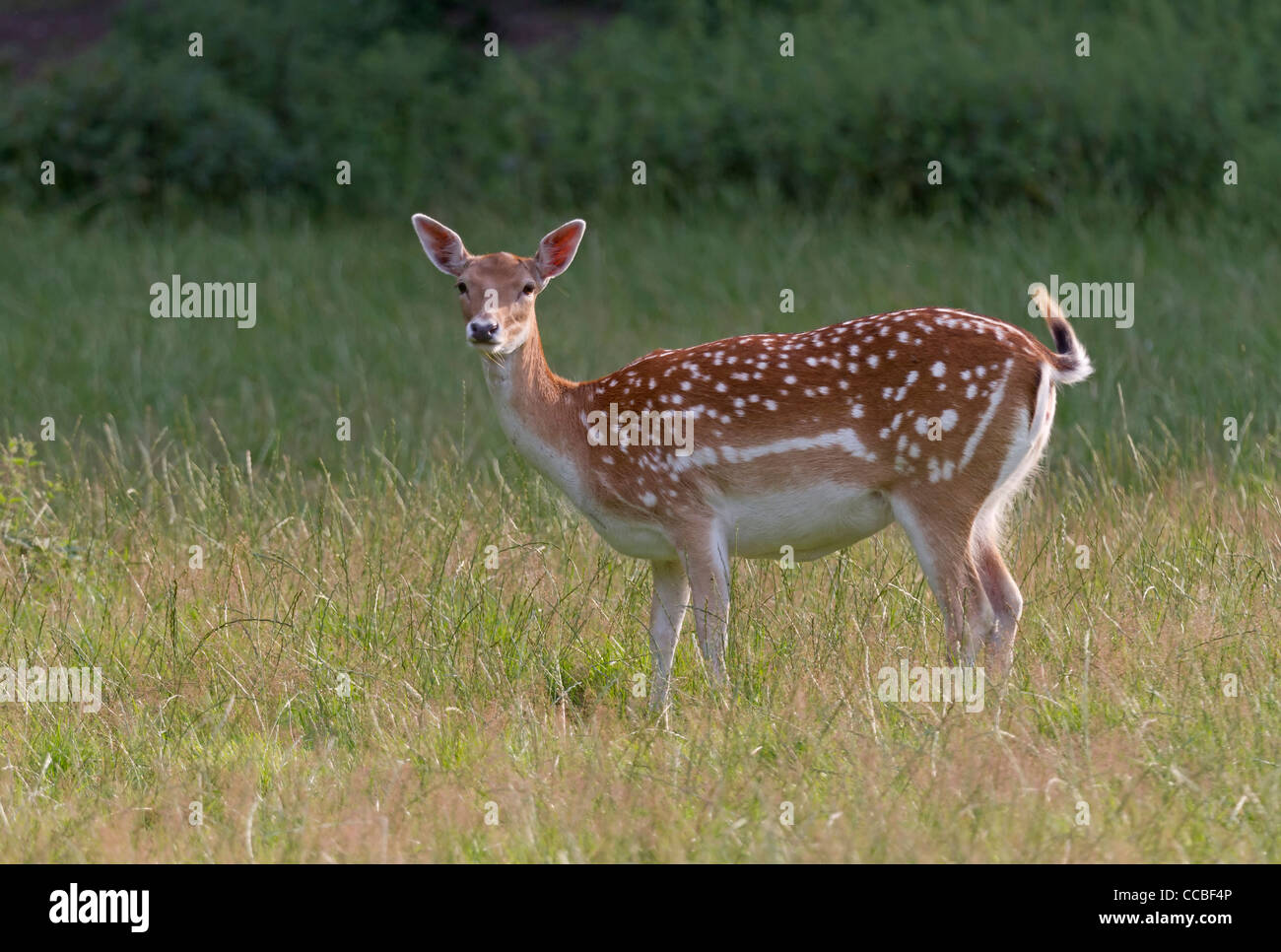 Fallow deer (Dama dama Stock Photo - Alamy