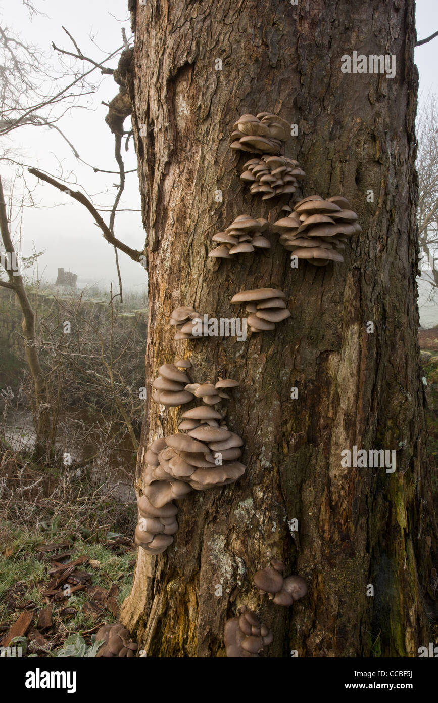 Oyster mushrooms on tree in Whiddon, or Whyddon Deer Park. 16th century old park, Teign Valley ...