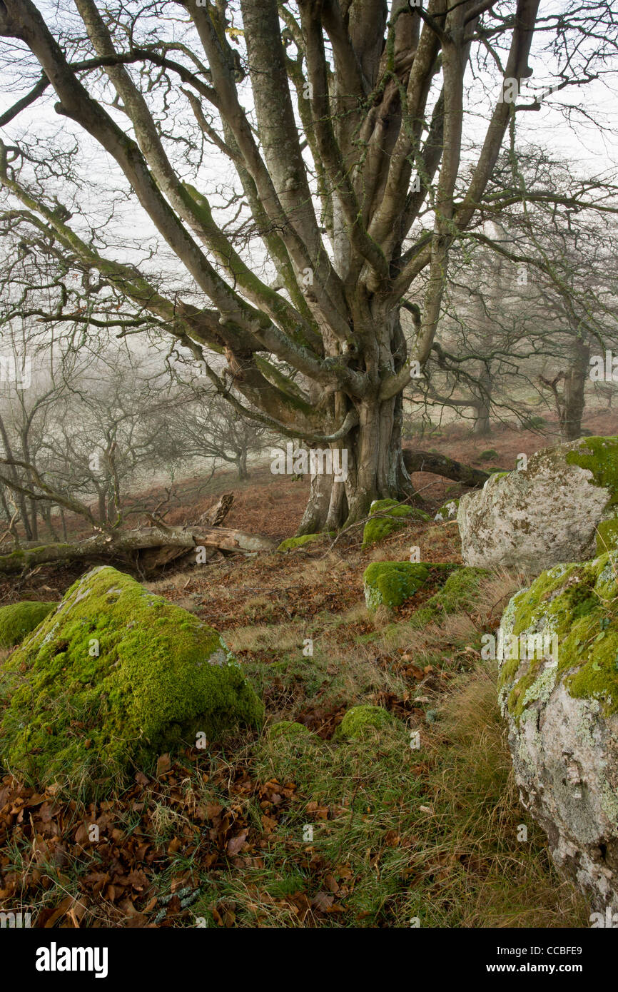 Old beech trees in Whiddon, or Whyddon Deer Park. 16th century old park ...