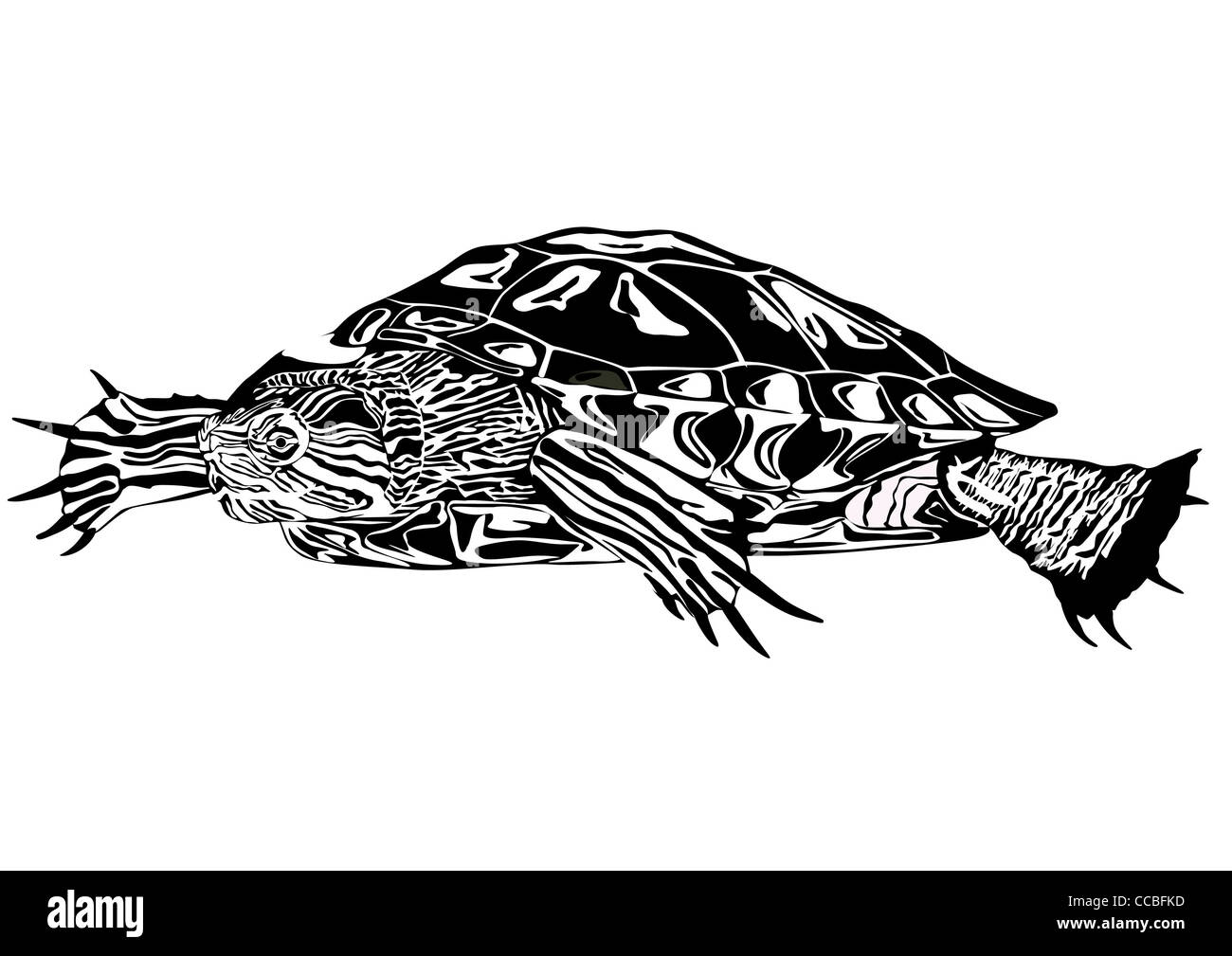 Tortoise image Black and White Stock Photos & Images - Alamy