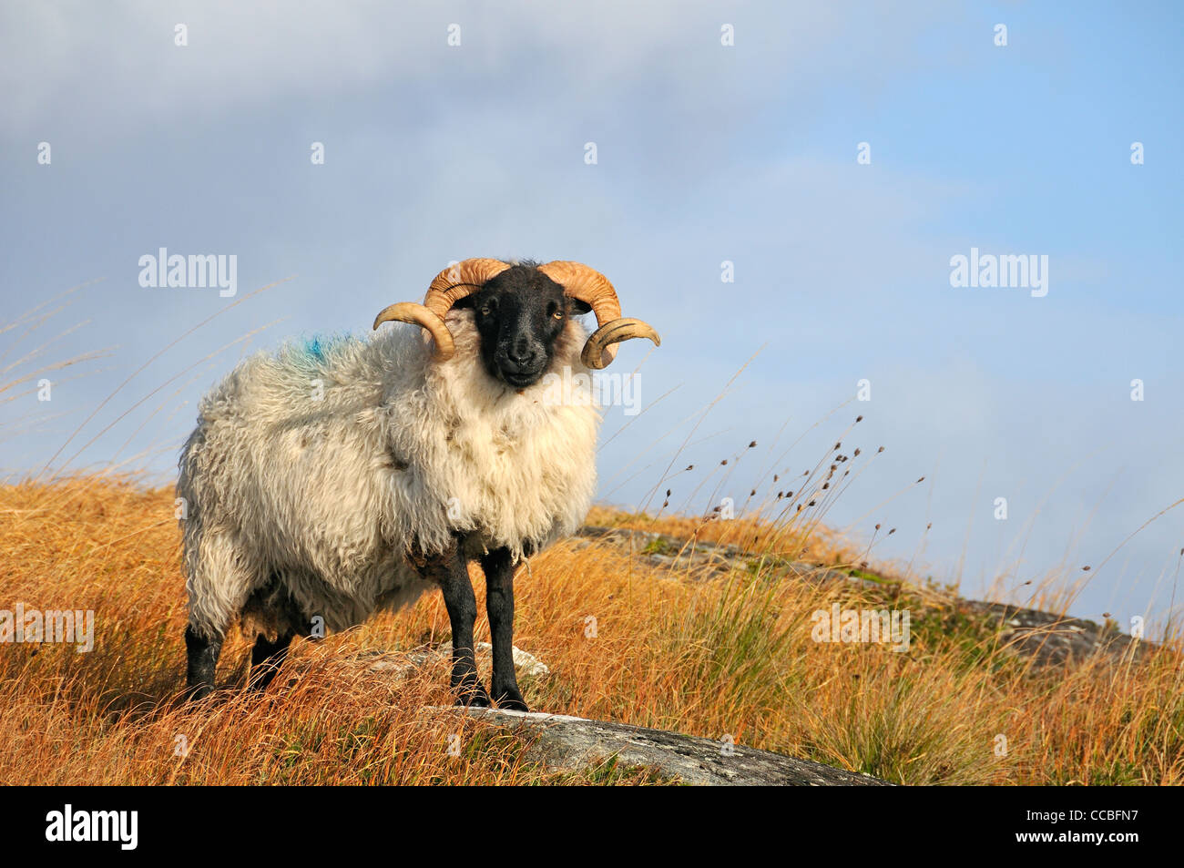 Blackface sheep, Connemara, County Galway, Connacht, Republic of ...