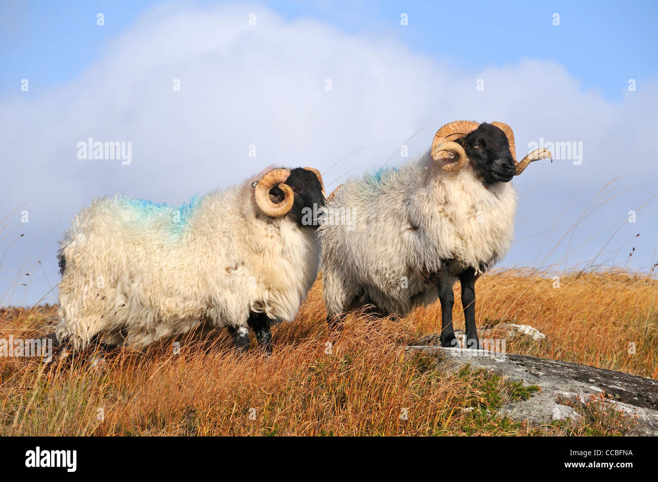 Blackface sheep, Connemara, County Galway, Connacht, Republic of ...