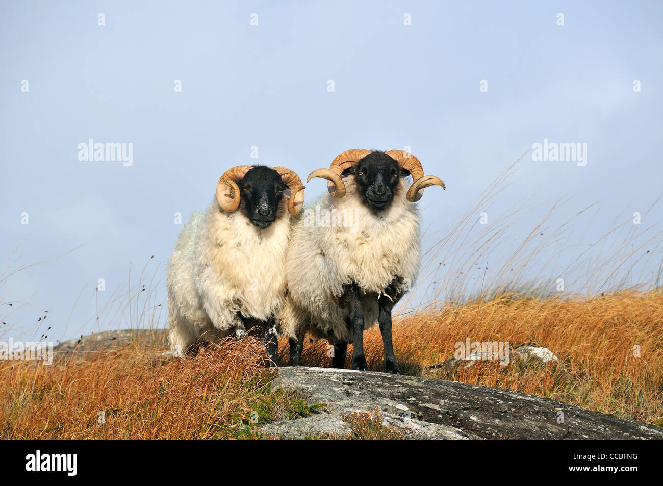 Blackface sheep, Connemara, County Galway, Connacht, Republic of ...