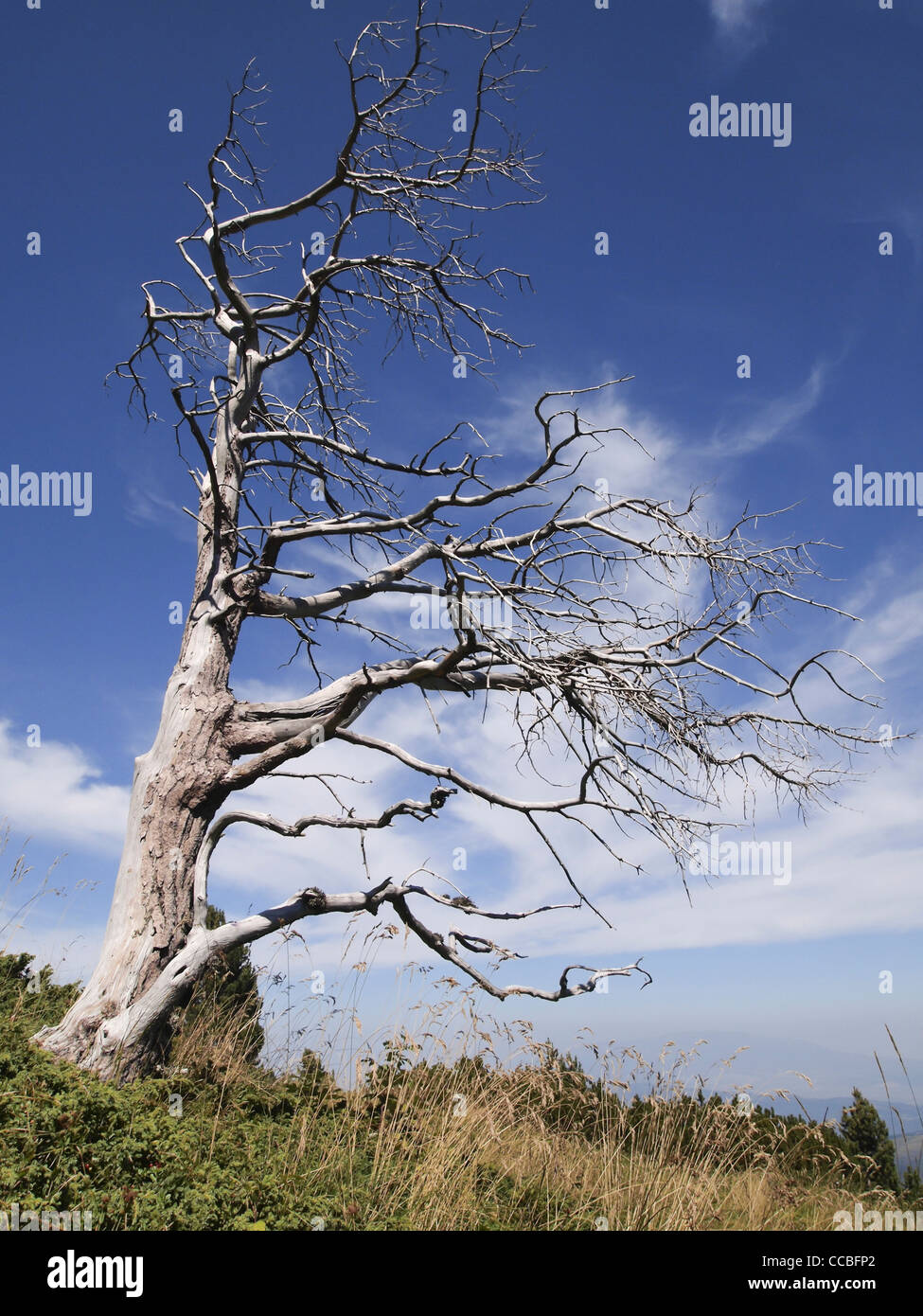 Dead tree still standing spreading its branches towards the clear blue ...