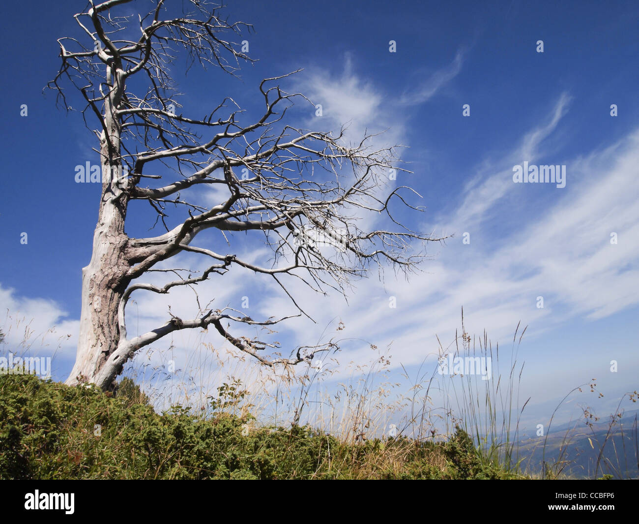 Dead tree still standing spreading its branches towards the clear blue ...