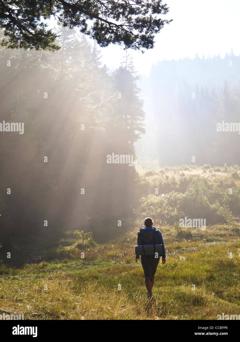 Female hiker walking over a meadow surrounded by forest on a beautiful ...