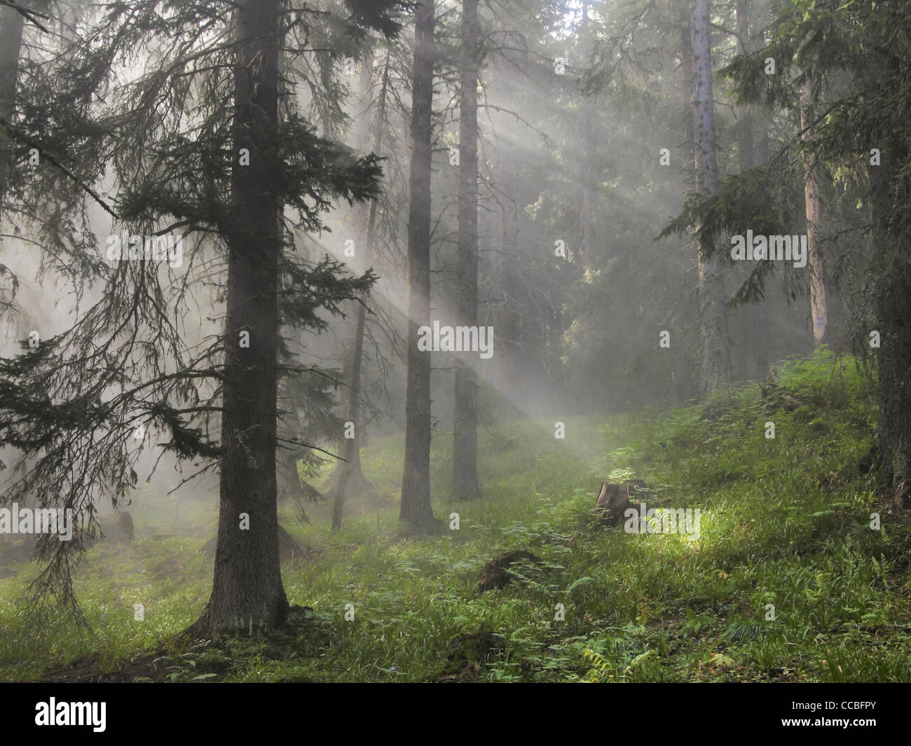 Rays of sun light beaming through the mist in a magical misty pine ...