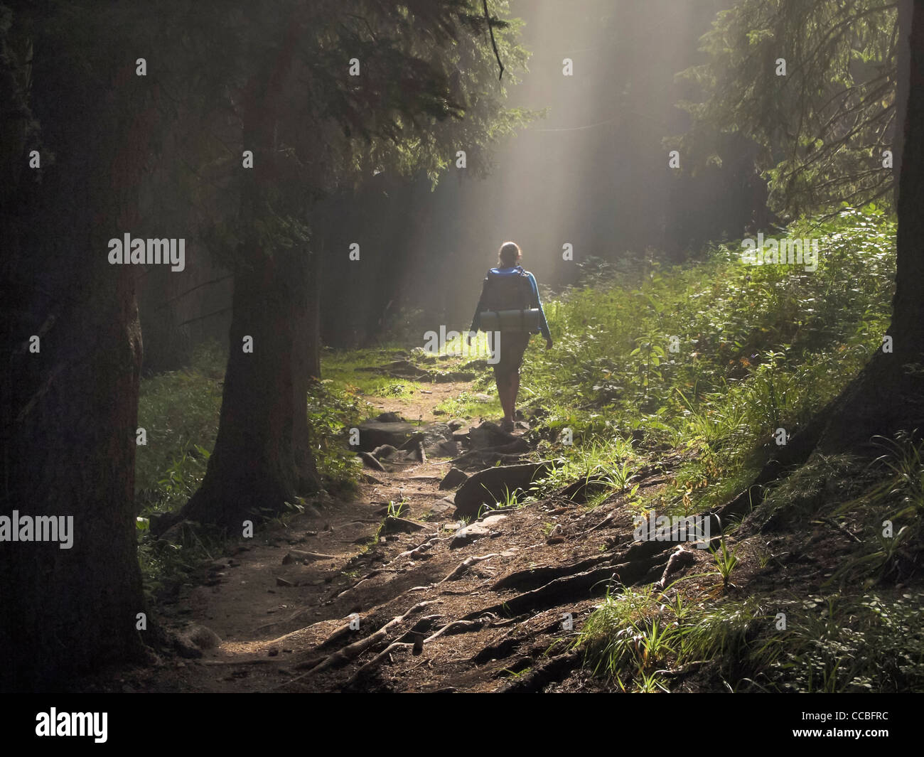 Mountain forest under sunlight hi-res stock photography and images - Alamy