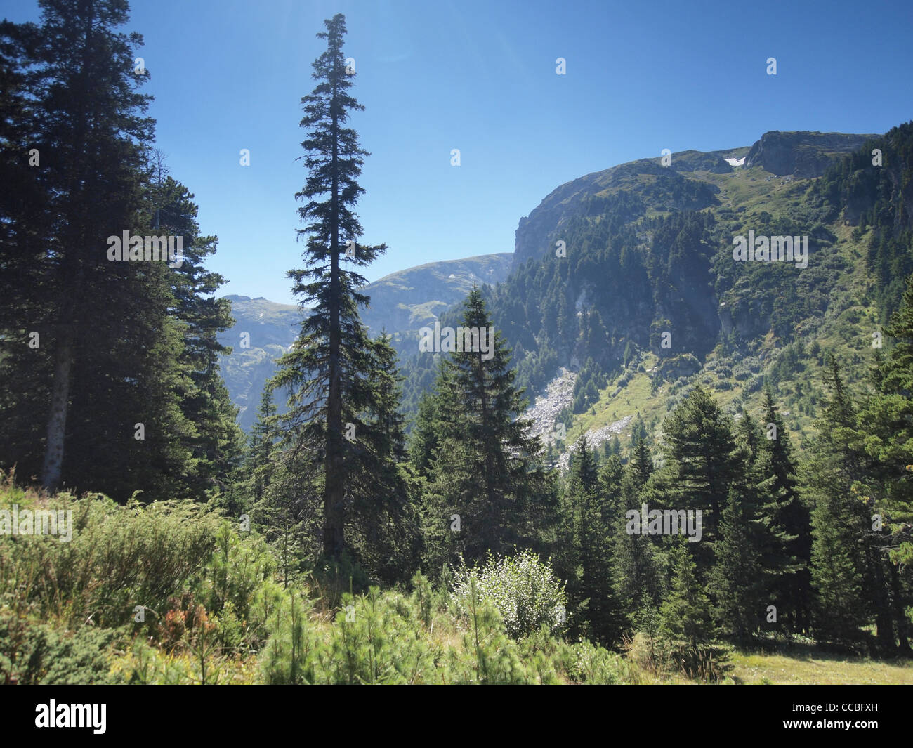 Spruce trees high in the mountain wilderness Stock Photo - Alamy